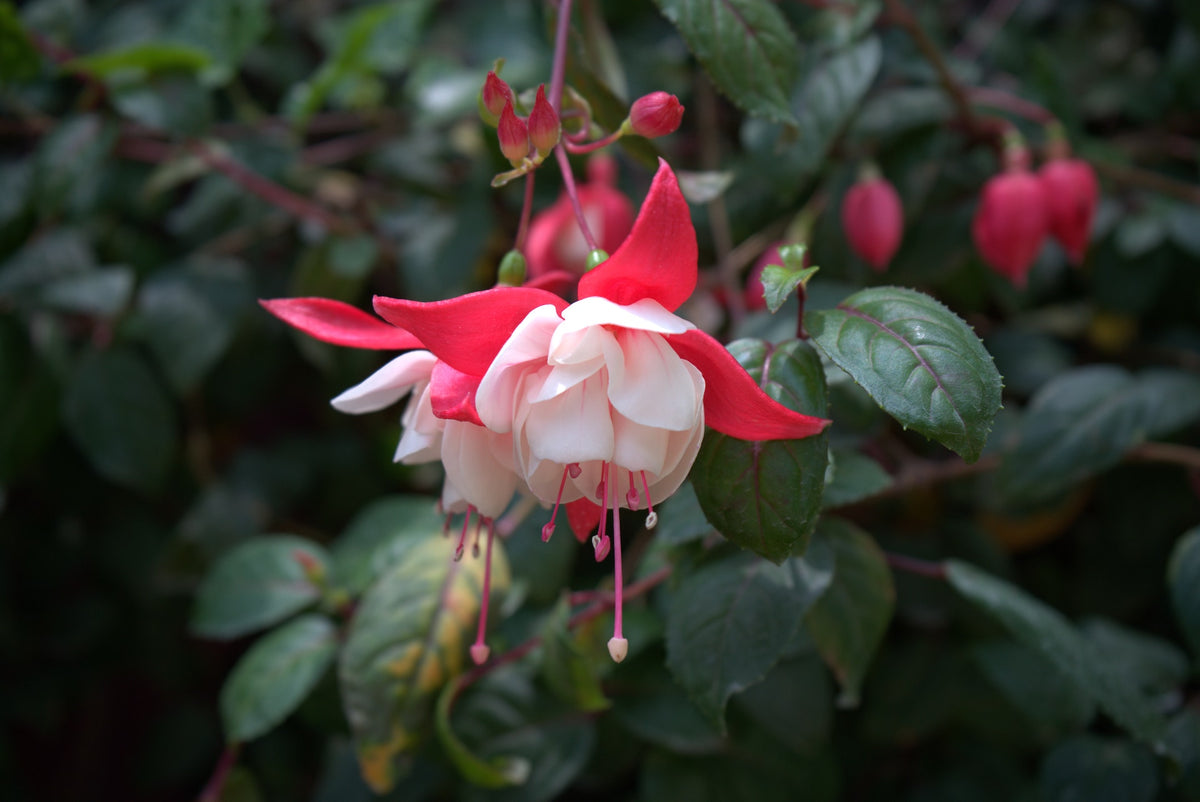 A Guide to Caring for Beautiful Fuchsia Flowers – Glow Gardens Alberta