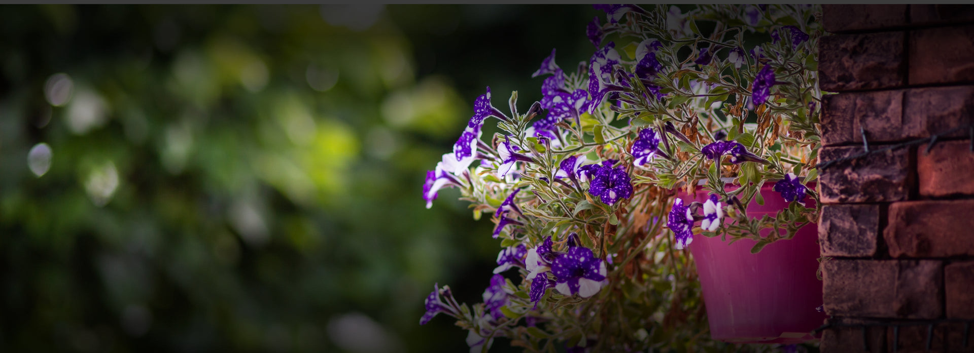 Cell Pack Flats – Glow Gardens Alberta