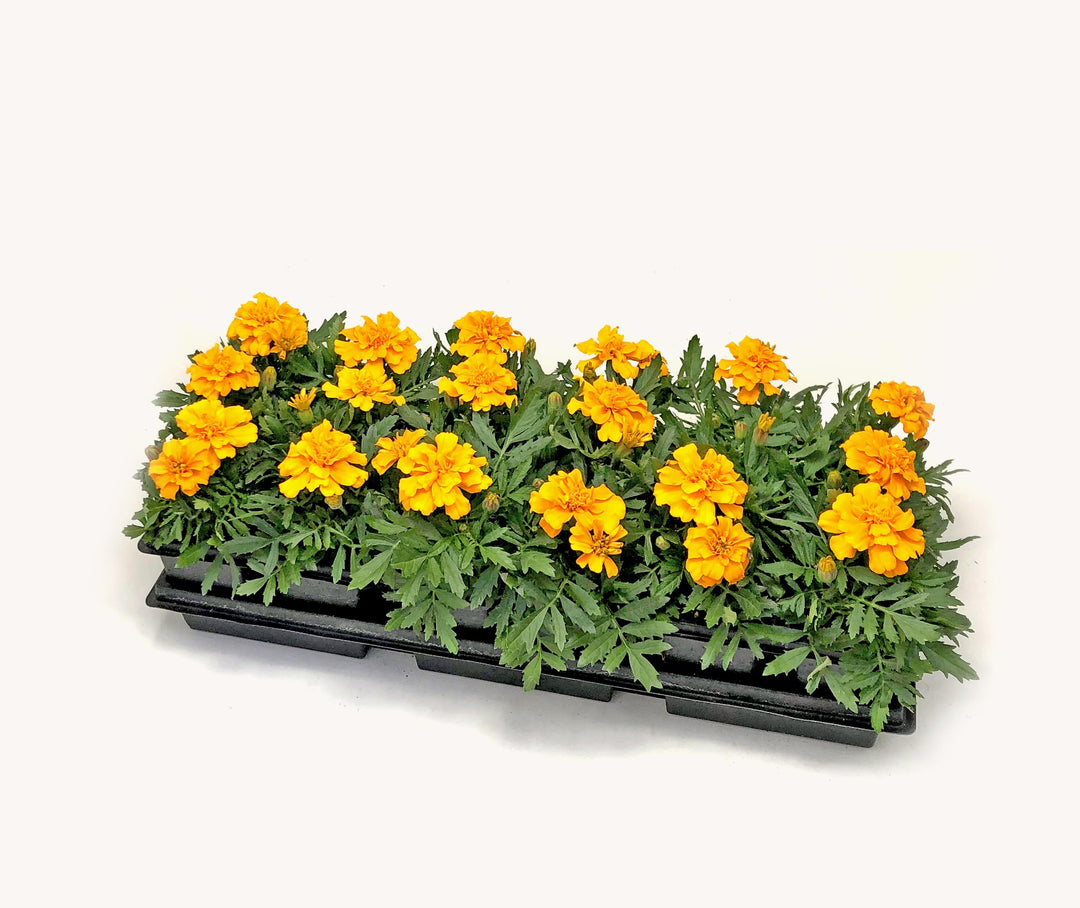 Marigold (Cell Pack) – Glow Gardens Alberta